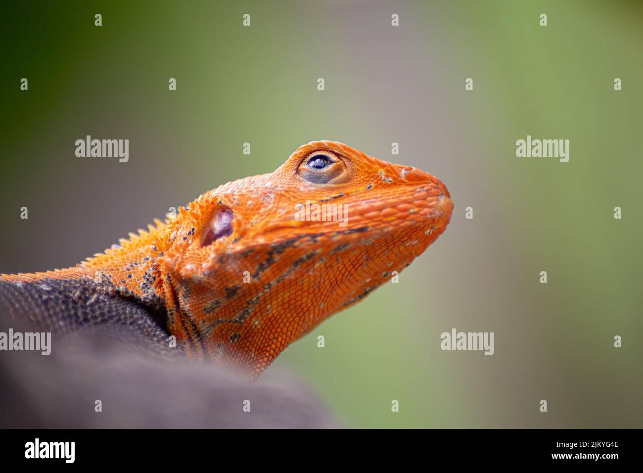 Africa lizards hi-res stock photography and images - Alamy