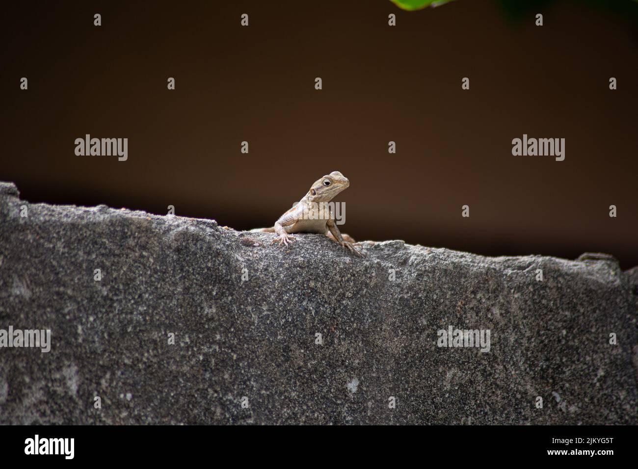 Female Agama Lizard Resting on Concrete Outdoor Garden Wall, photo was ...