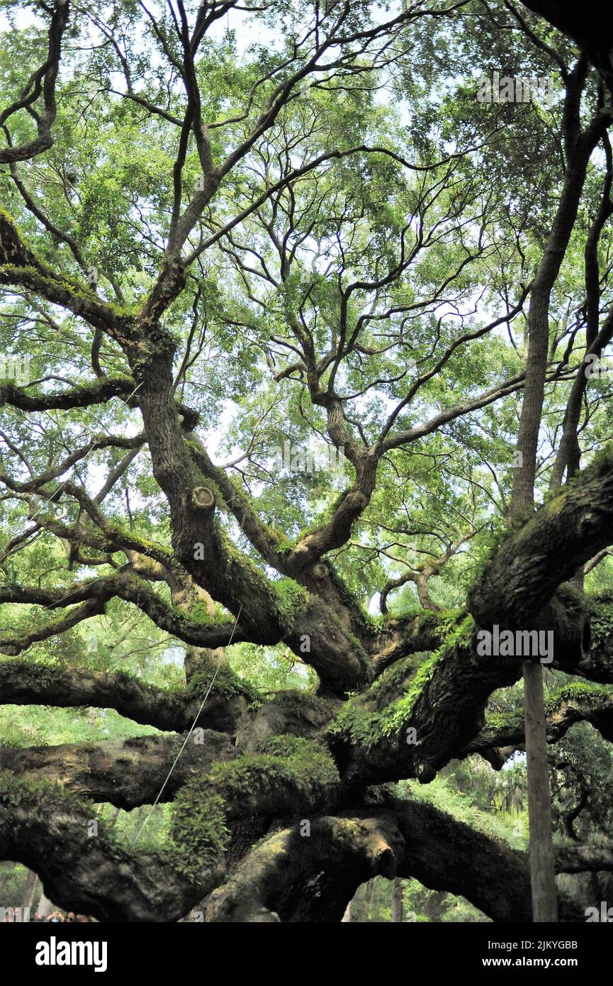 Branches of big trees hi-res stock photography and images - Alamy