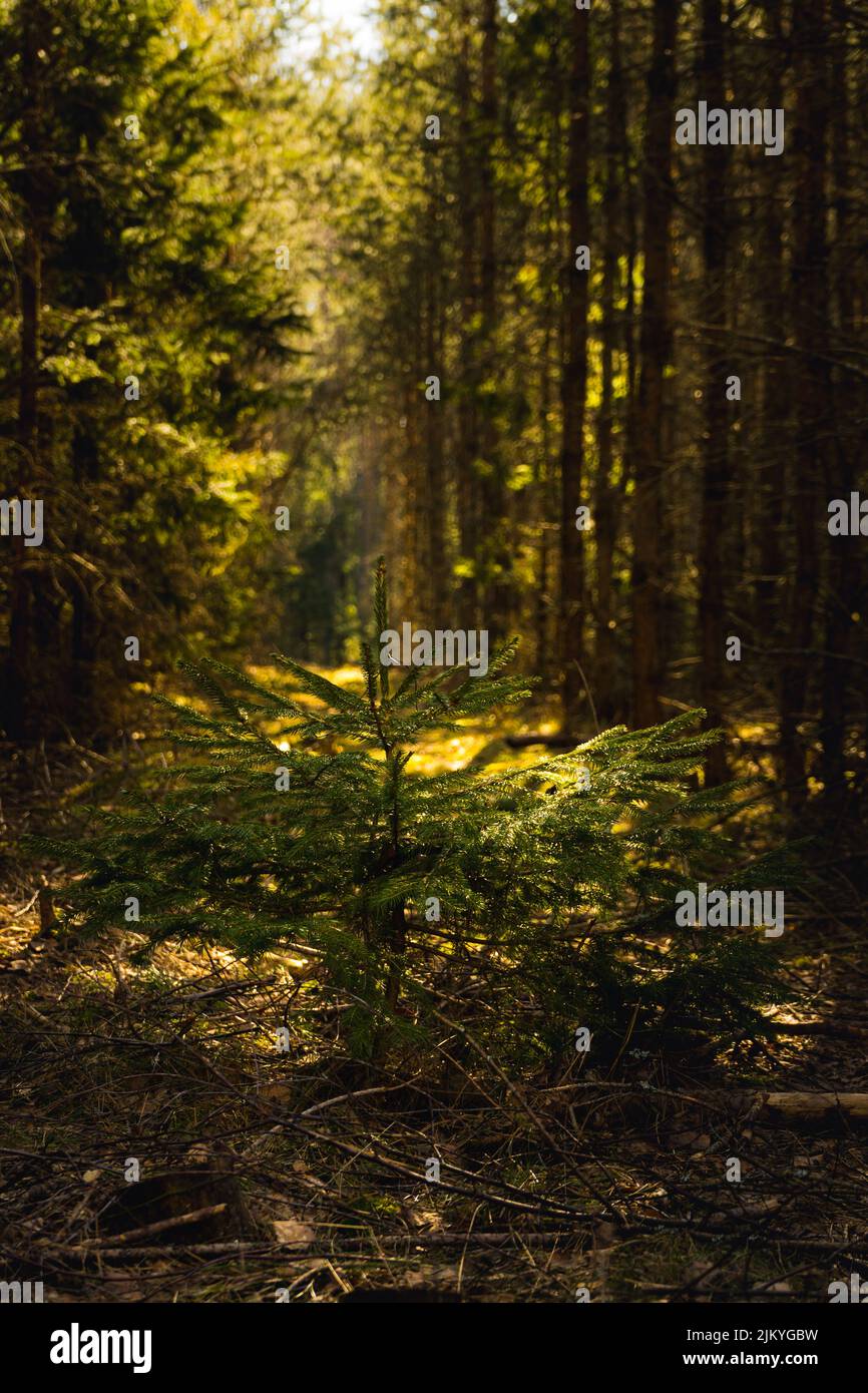 A young pine tree hi-res stock photography and images - Alamy