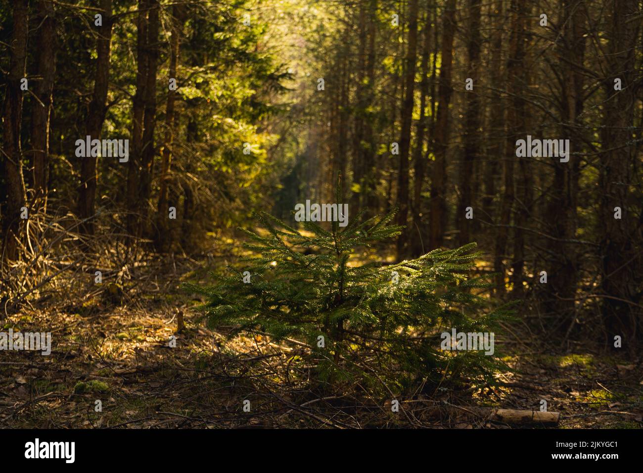 The growing young tree in the forest in Northern Poland Stock Photo - Alamy