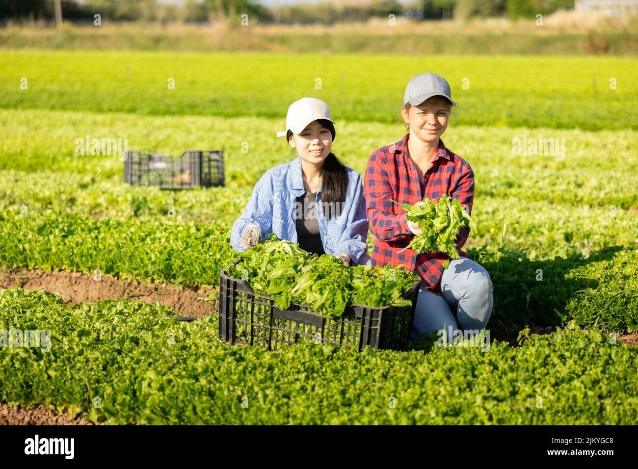 Two cheerful women gardeners harvesting green lettuce on field Stock ...