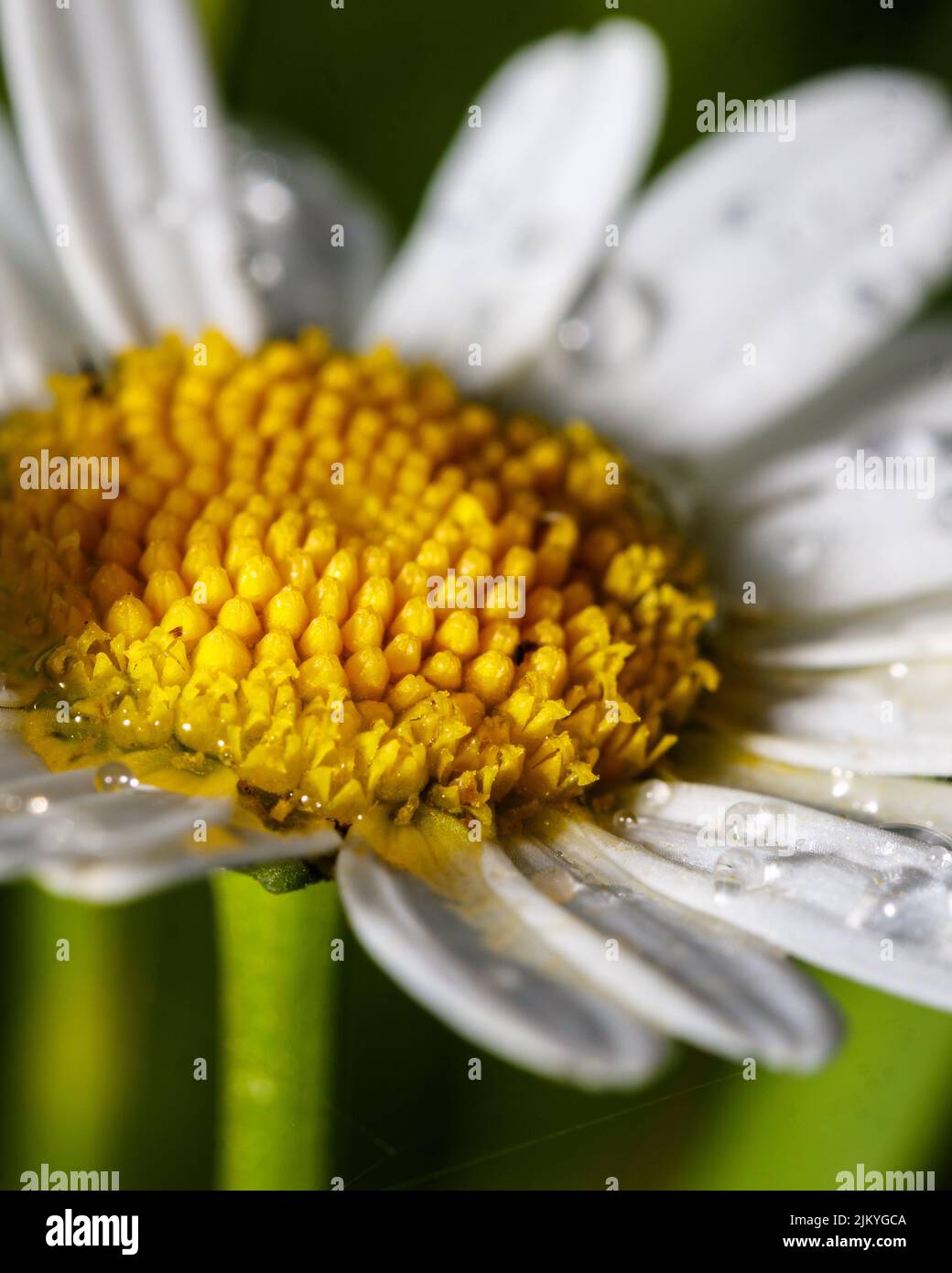 Raindrops on a daisy hi-res stock photography and images - Alamy
