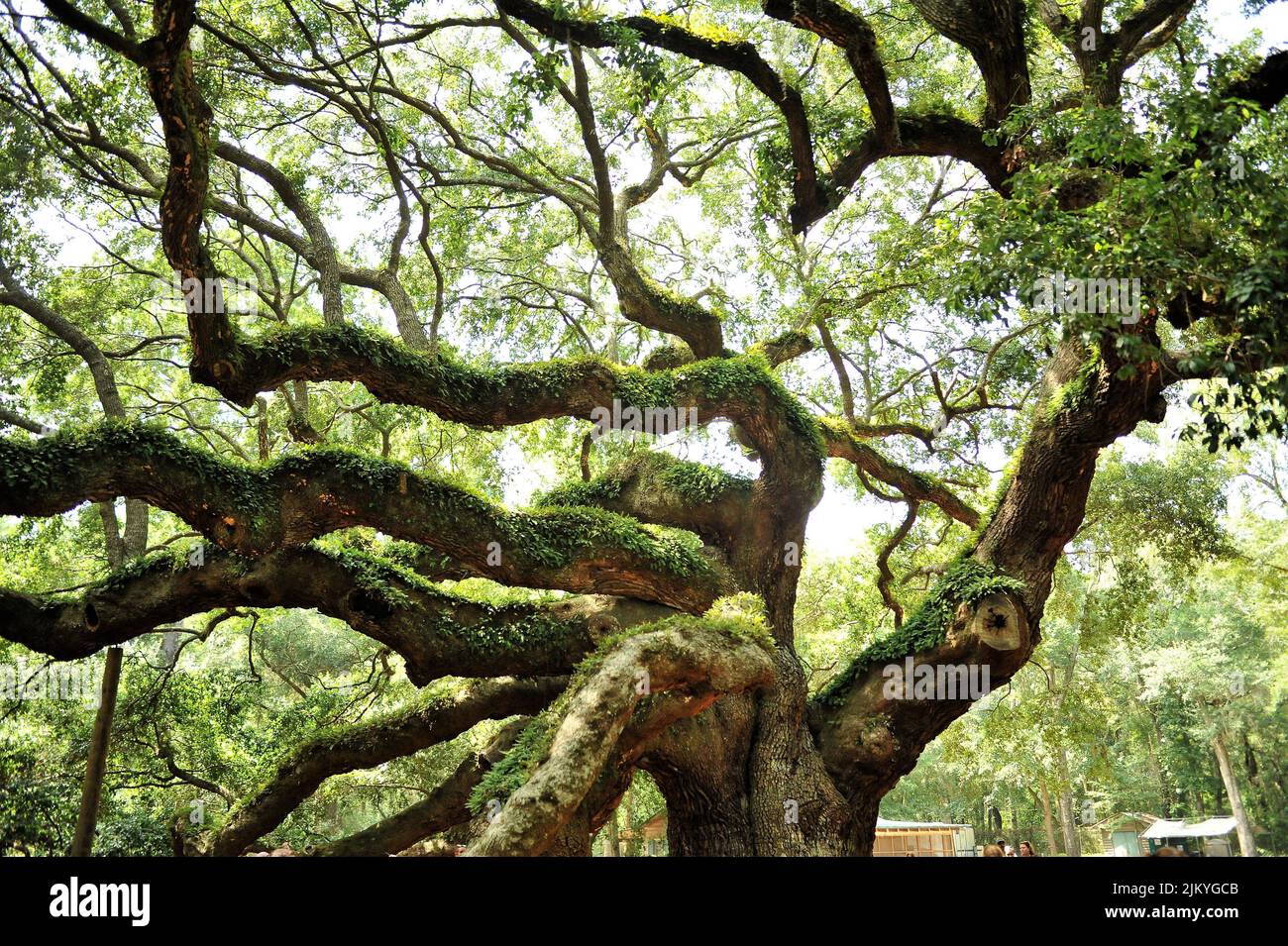A beautiful view of the Angel Oak Tree on a beautiful sunny day in ...
