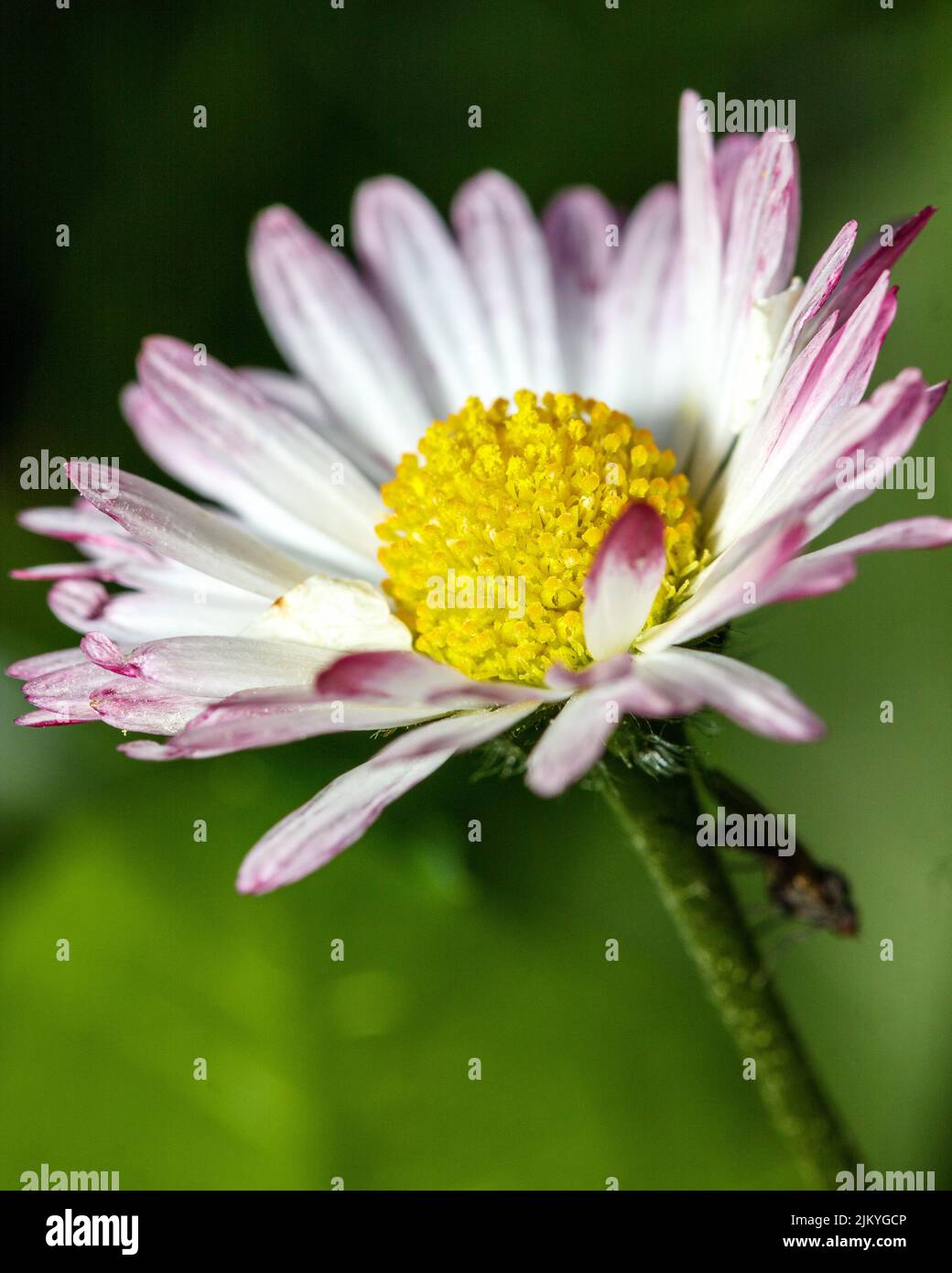 Daisy green background hi-res stock photography and images - Alamy