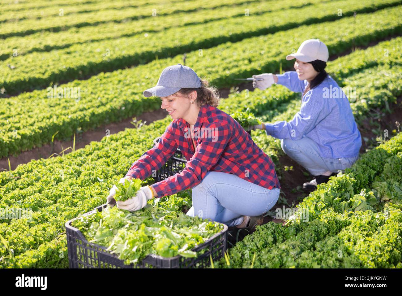 Women horticulturists gathering green lettuce on plantation Stock Photo ...