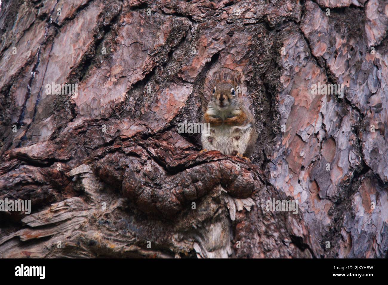 Red squirrels tree hi-res stock photography and images - Alamy