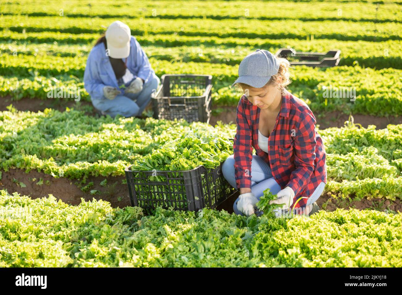 Positive woman farmer gathering harvest of organic green lettuce on ...