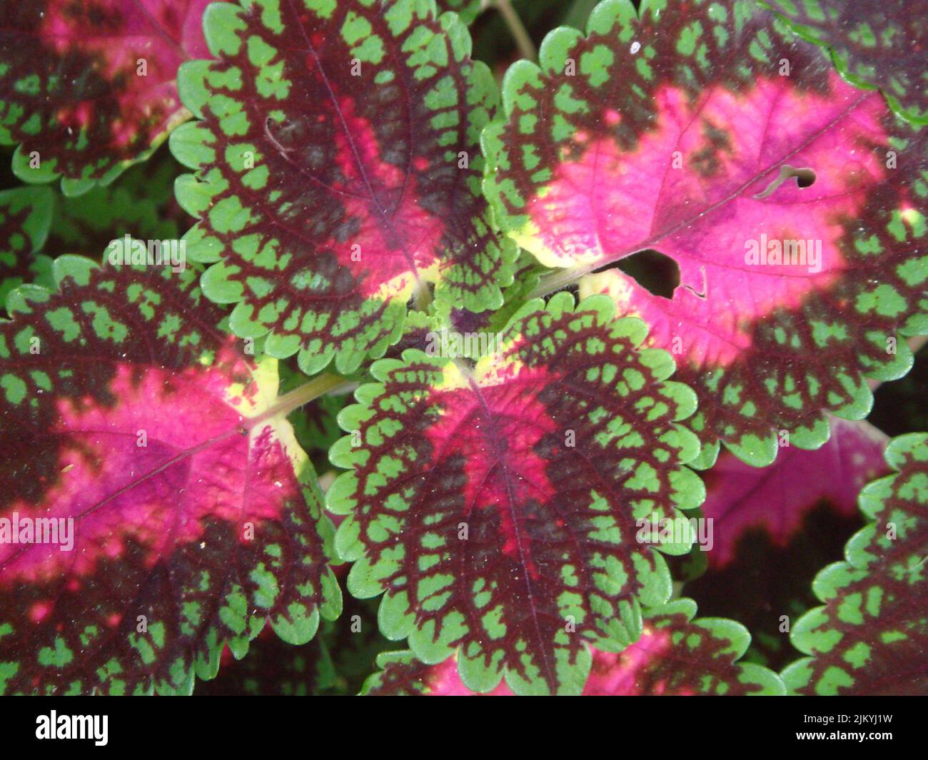 A top view of Coleus perennial plant Stock Photo - Alamy