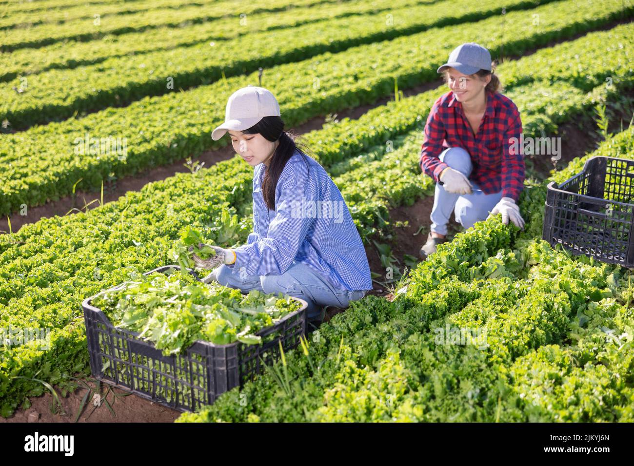 Happy young asian farmer girl harvesting green leaf lettuce on filed ...