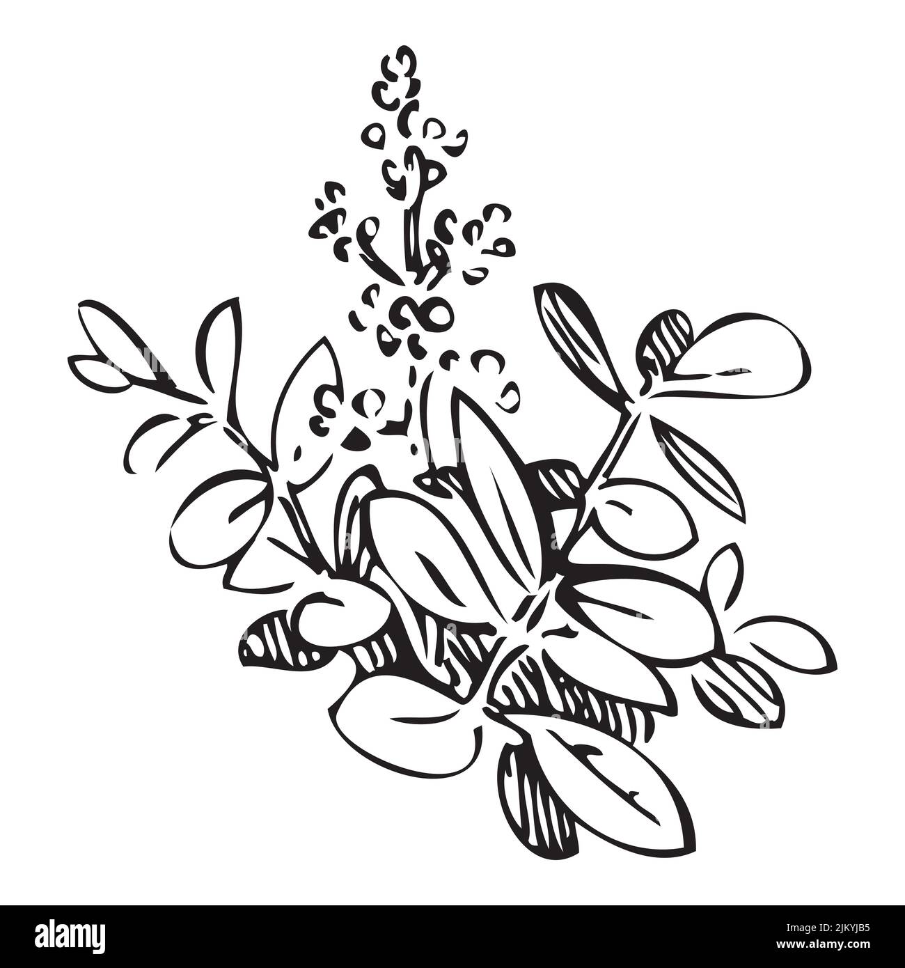 Hand drawn bush whith flowers, branches, leaves. Meadow plant engraving ...