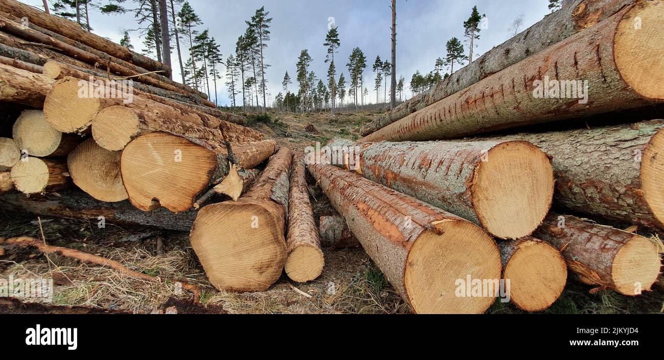 Cut stacked logs in forest hi-res stock photography and images - Alamy