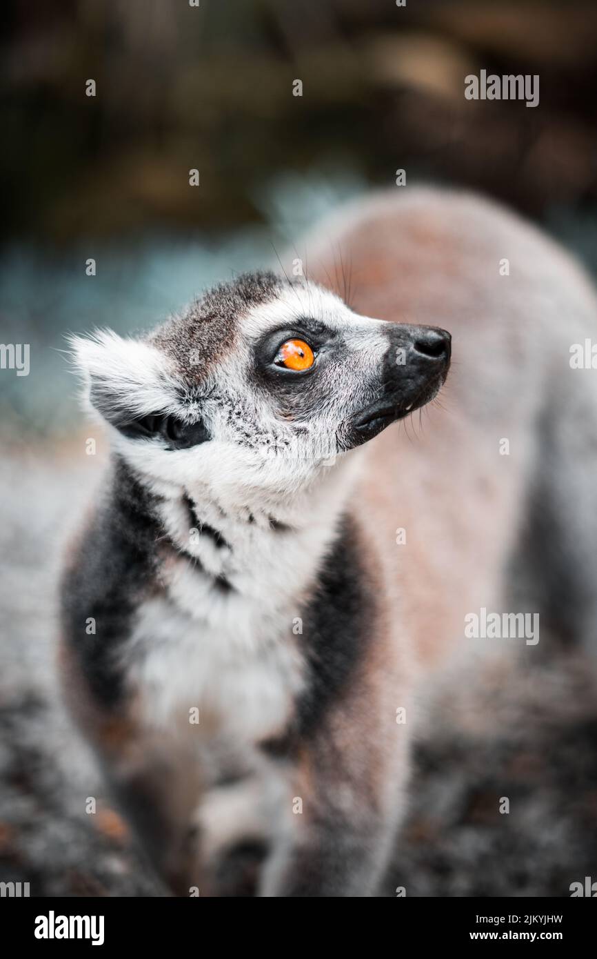 A vertical close up of a lemur animal Stock Photo - Alamy