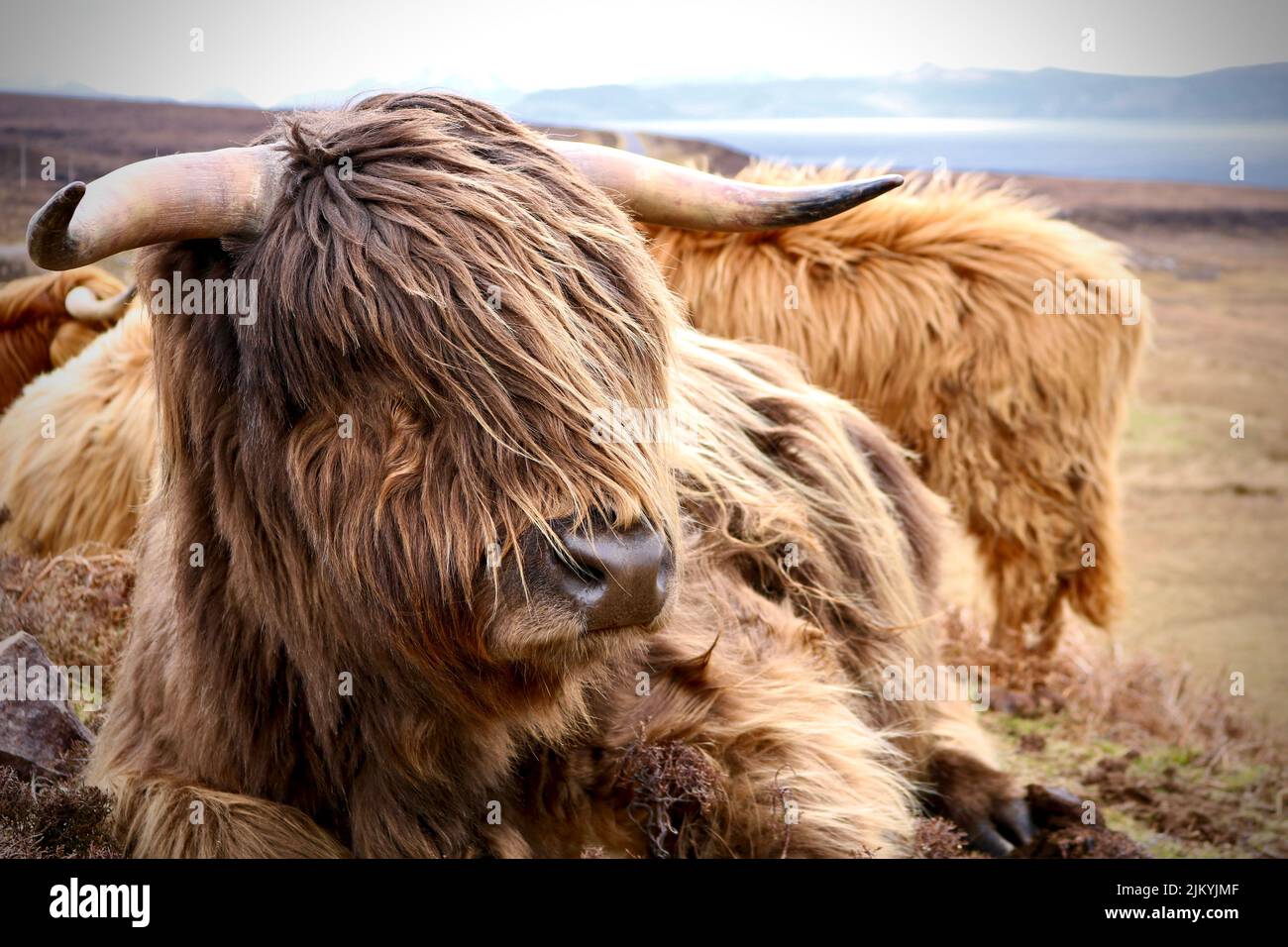 A close up on Highland cattle face with closed eyes by hair Stock Photo ...