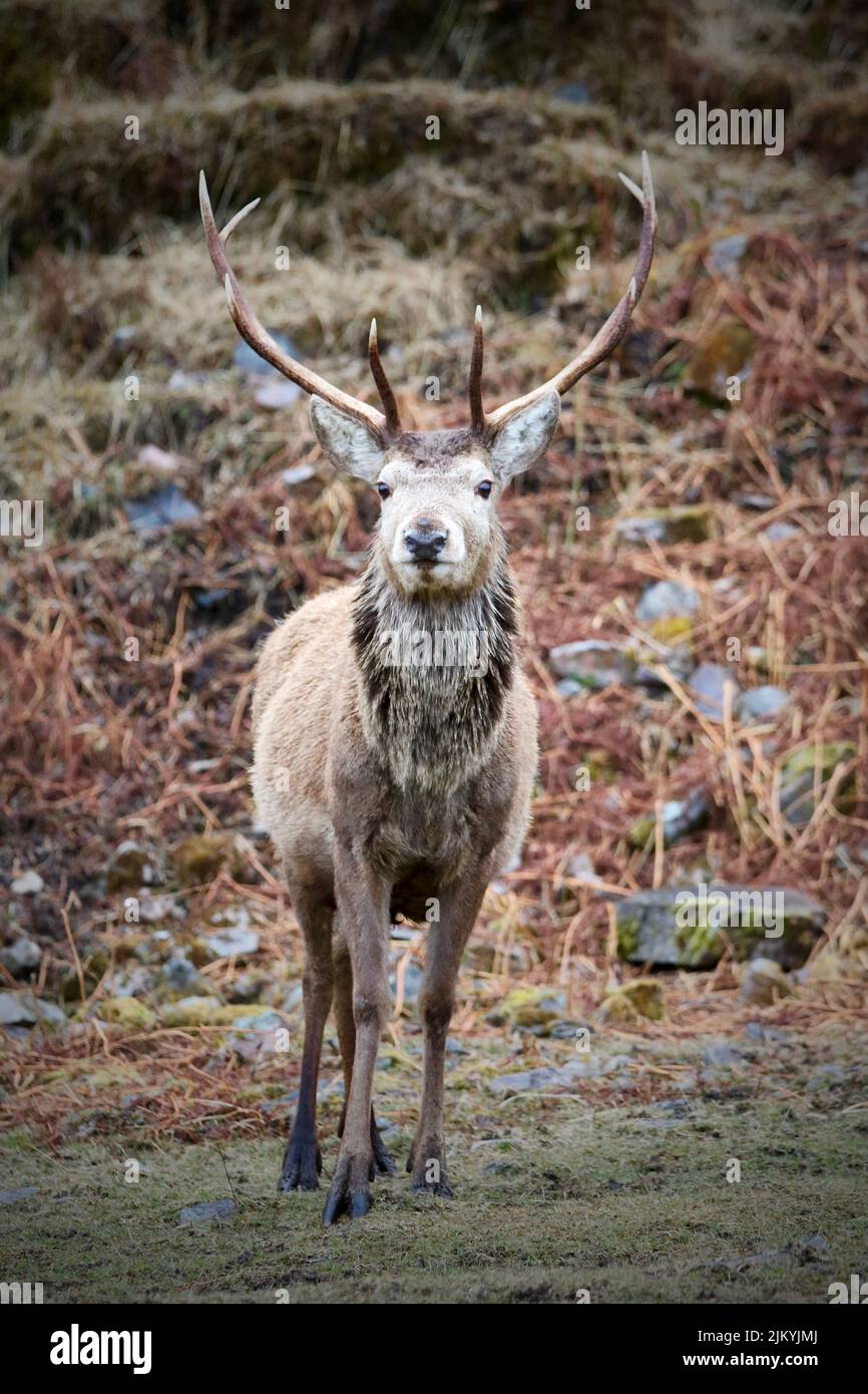 A vertical shot of a red deer in a forest Stock Photo - Alamy