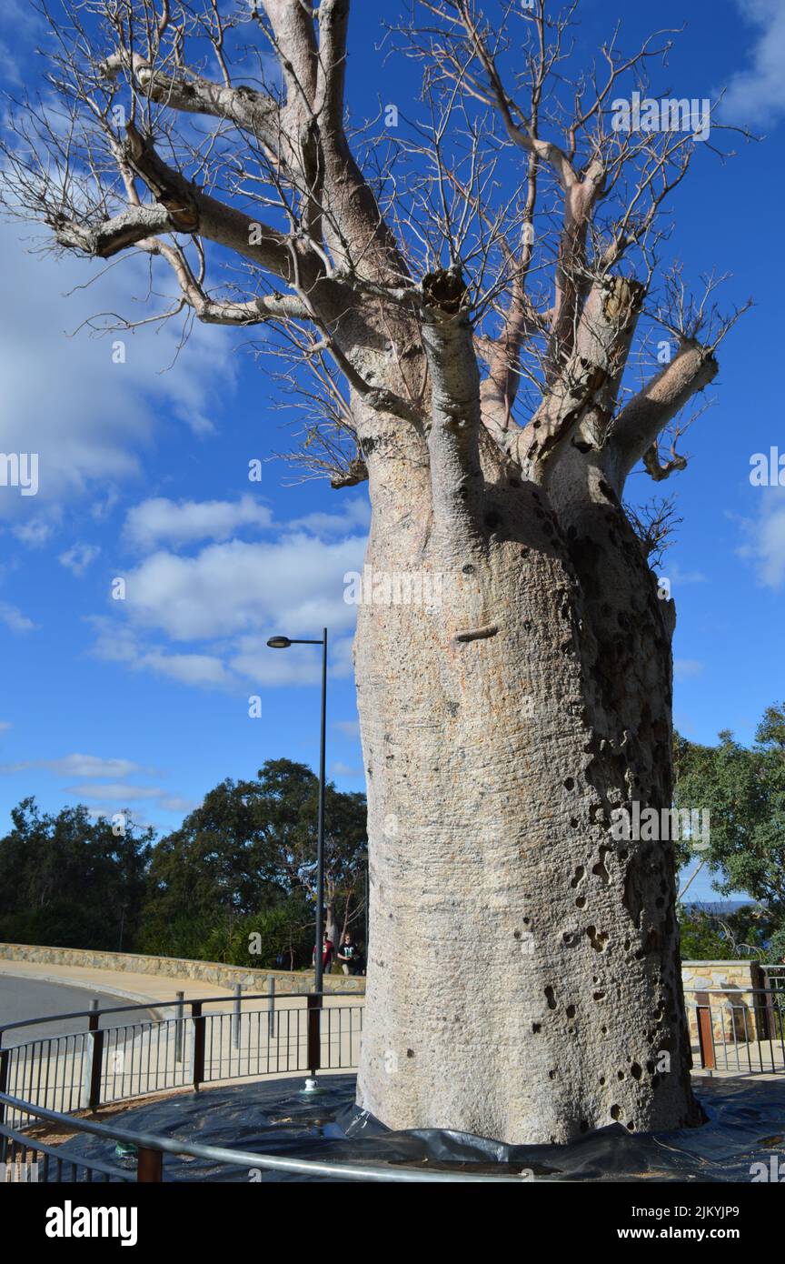 Giant boab tree hi-res stock photography and images - Alamy