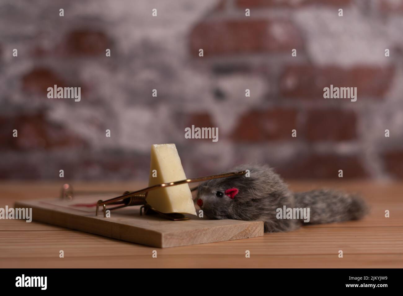 toy mouse trapped in a trap with bait cheese Stock Photo - Alamy