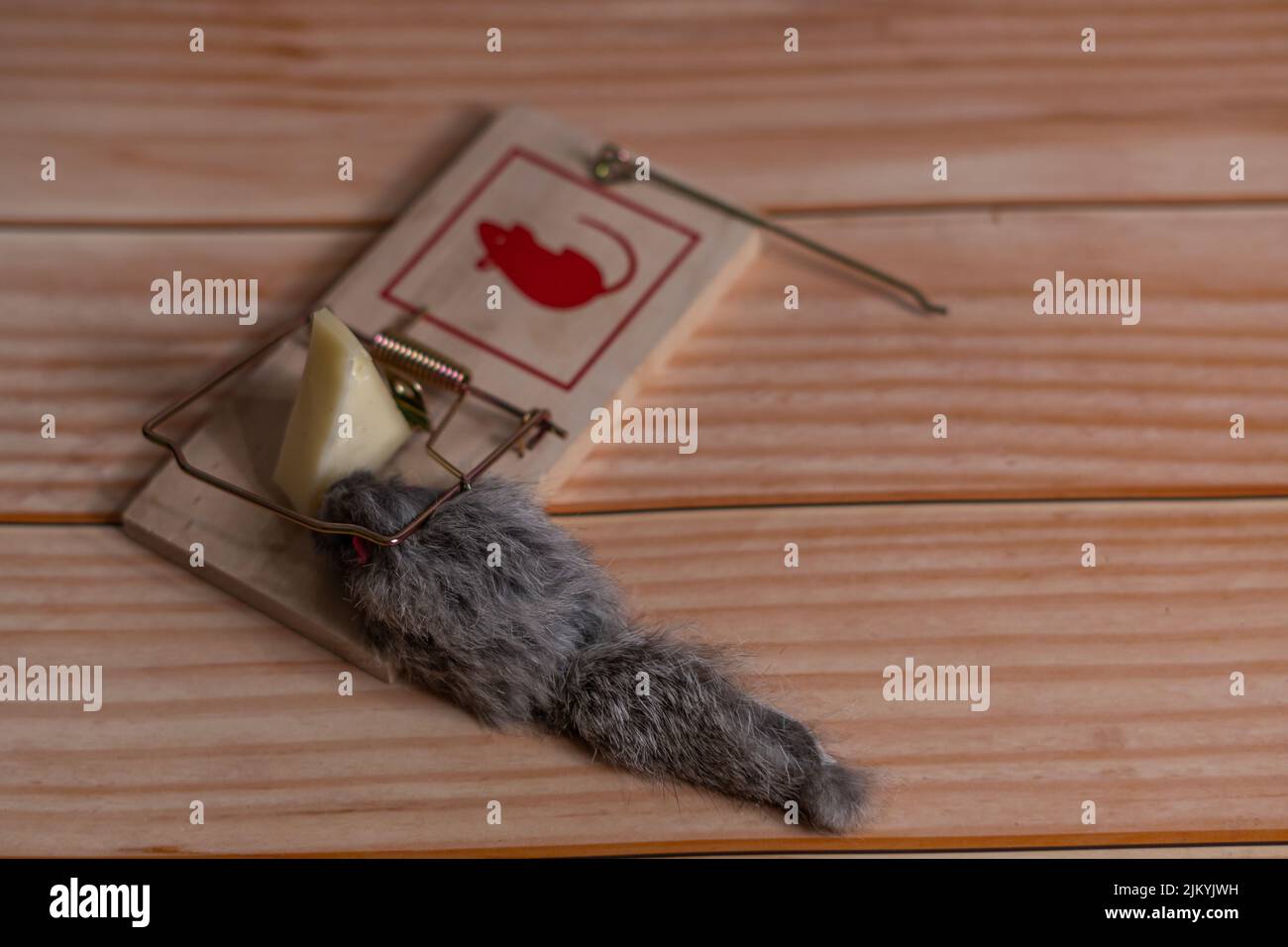toy mouse trapped in a trap with bait cheese Stock Photo - Alamy