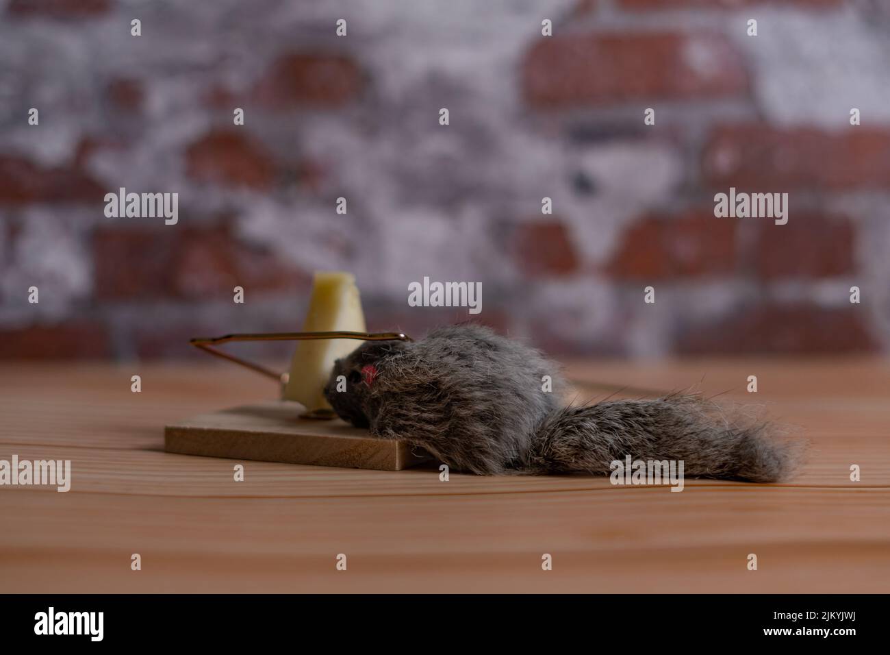 toy mouse trapped in a trap with bait cheese Stock Photo - Alamy