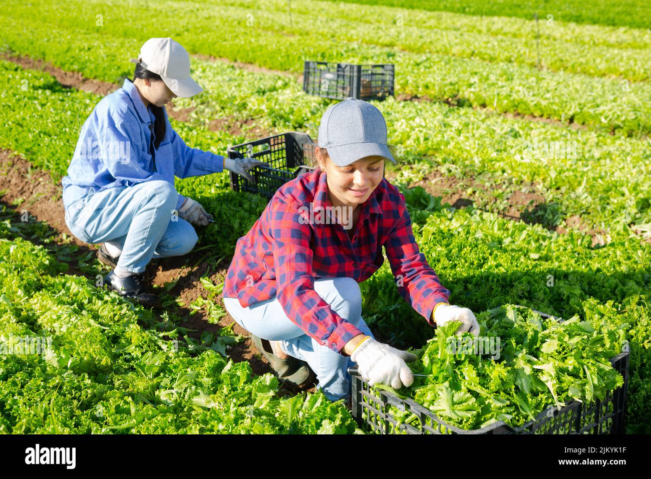 Two female plantation workers hi-res stock photography and images - Alamy