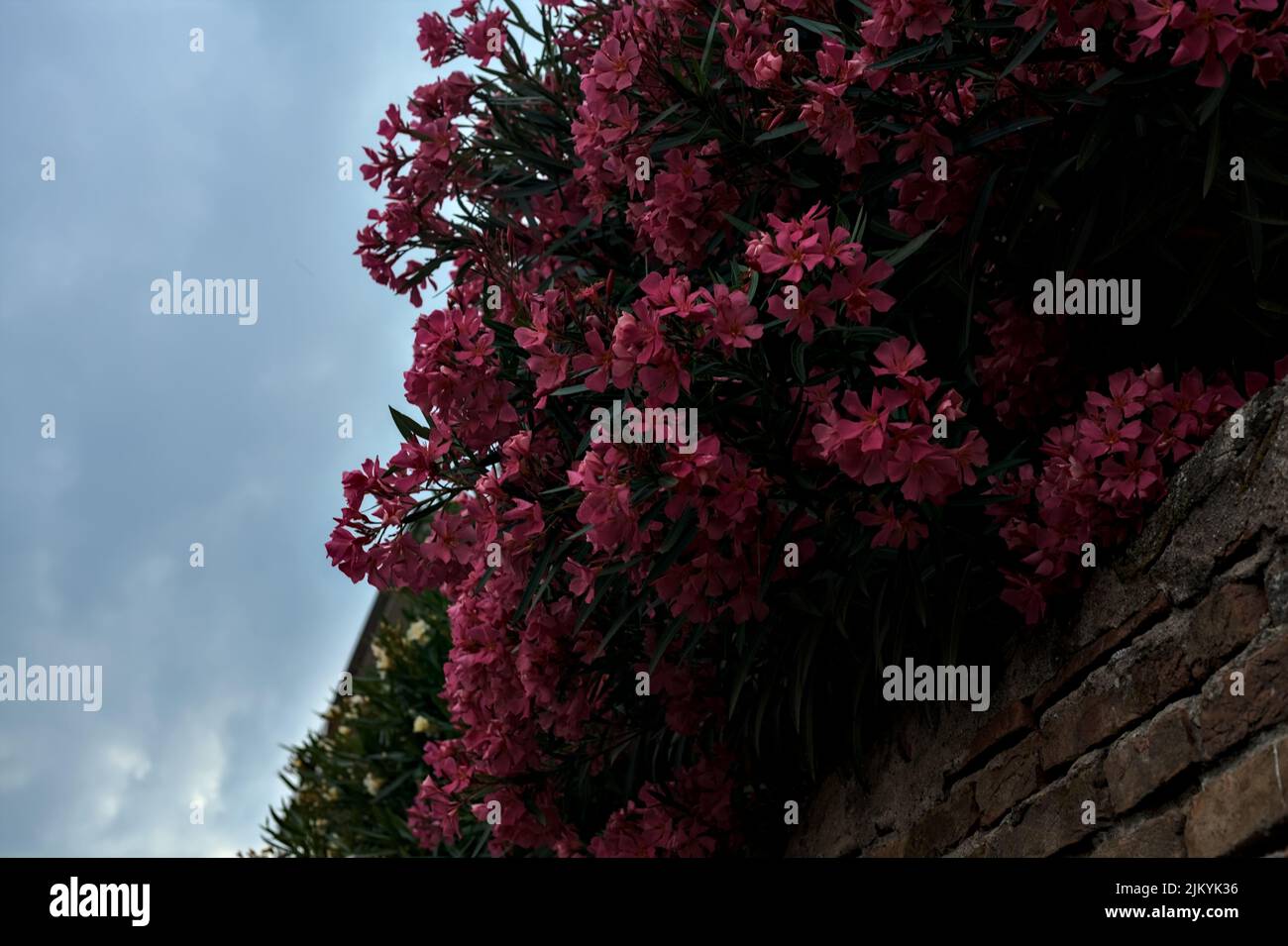 Oleander forest hi-res stock photography and images - Alamy