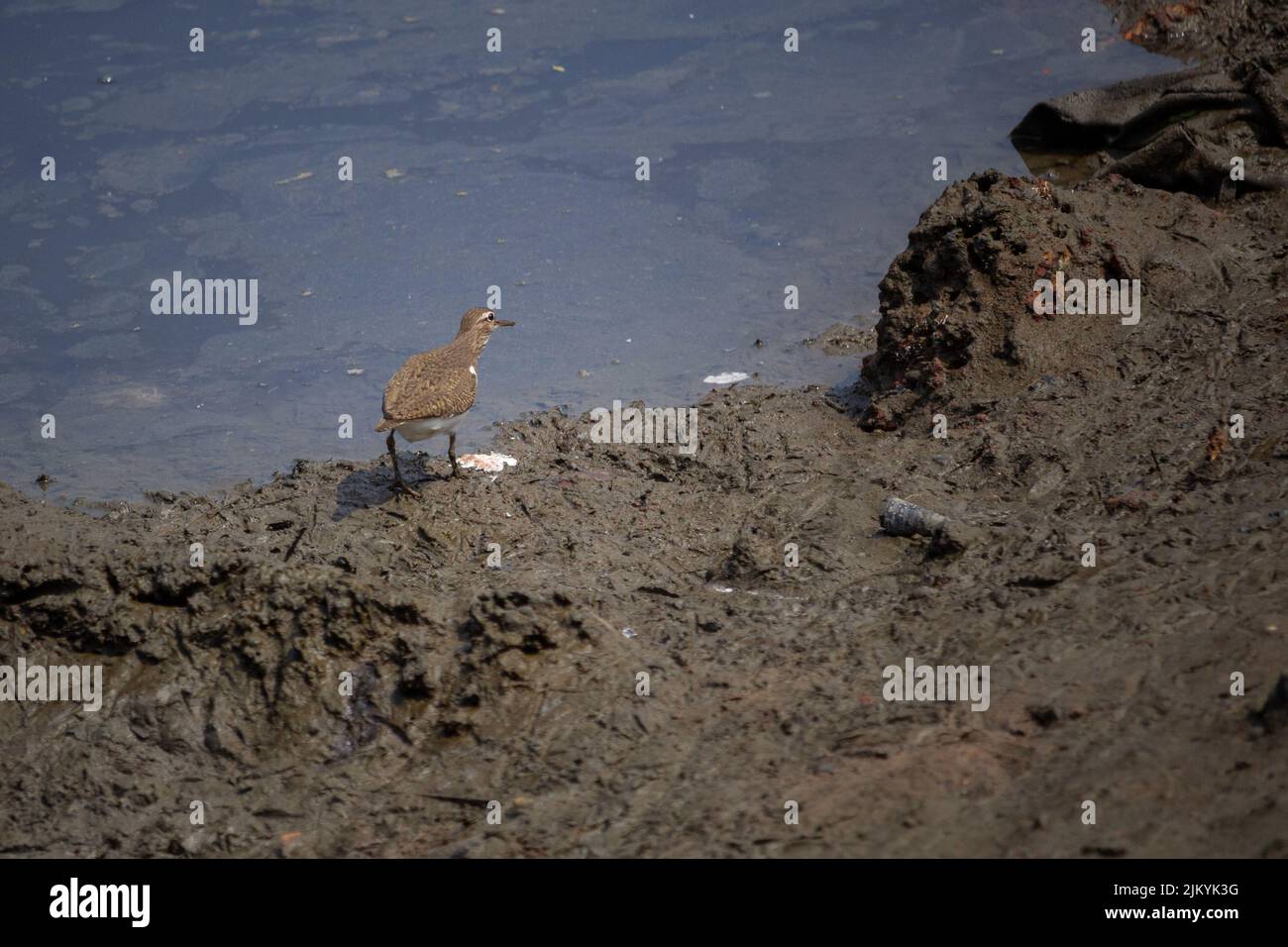 Common sandpiper bird standing on mud searching for food near water ...