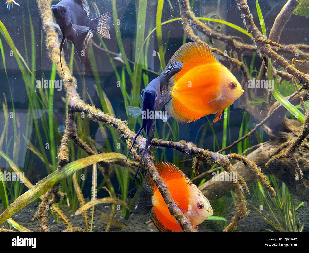 A closeup shot of discus fish in the water Stock Photo - Alamy