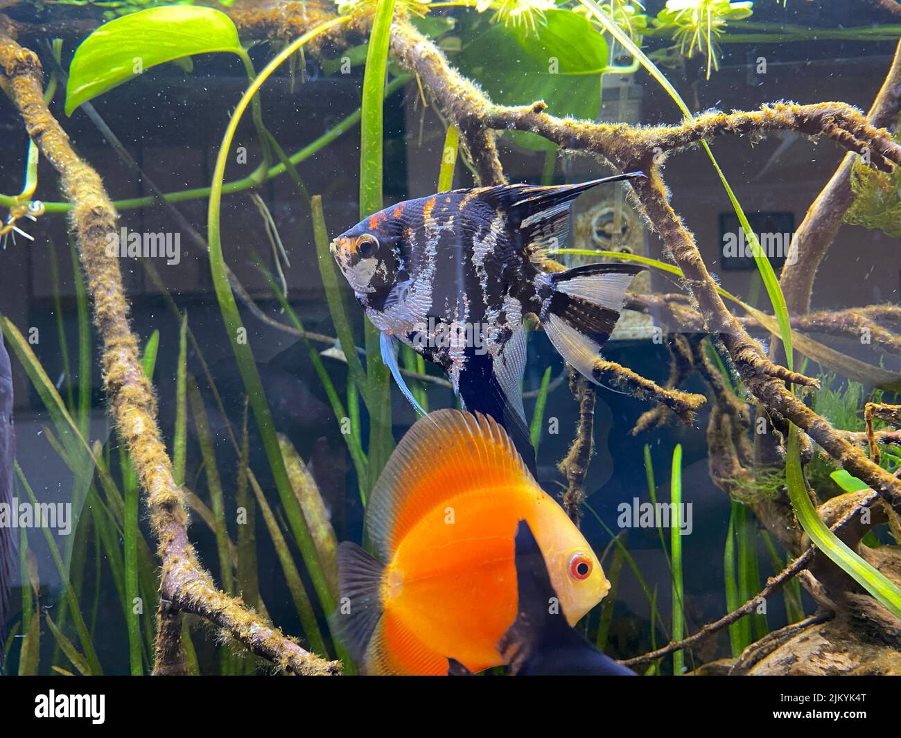 Close up of a discus fish discus in aquarium hi-res stock photography ...