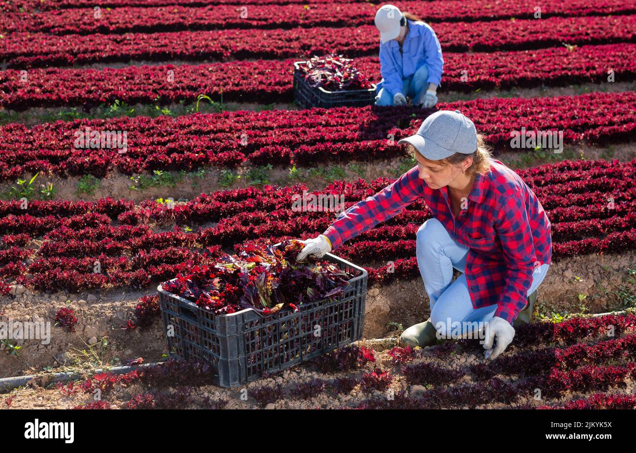 Portrait of focused female farm worker gathering harvest of organic red ...