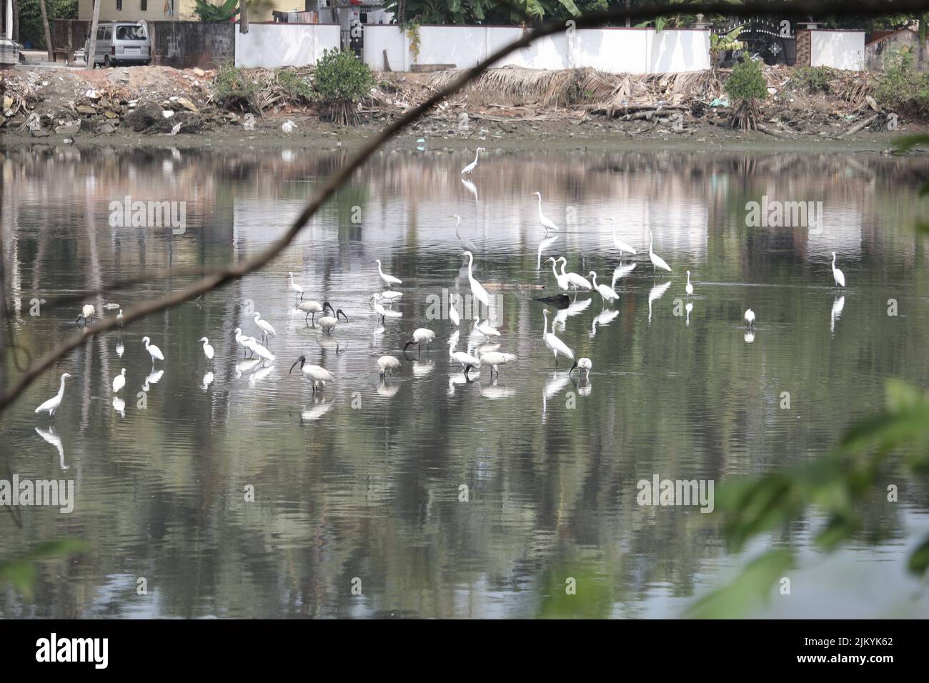 A beautiful white water birds with reflection in the water in their ...