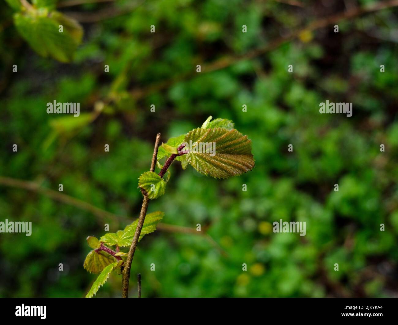 A beautiful shot of a leaf of a young hazel tree Stock Photo - Alamy