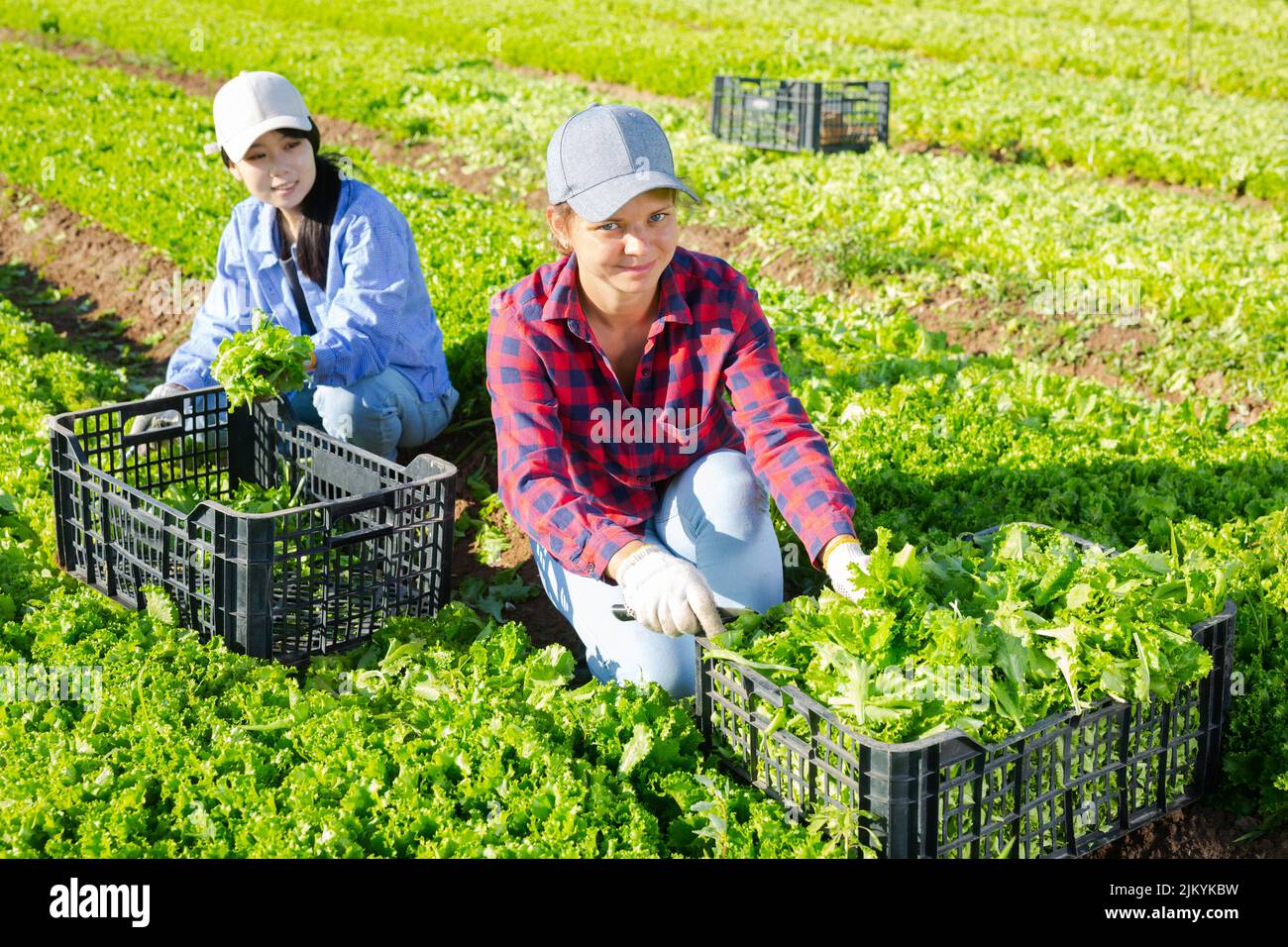 Aisan workers hi-res stock photography and images - Alamy