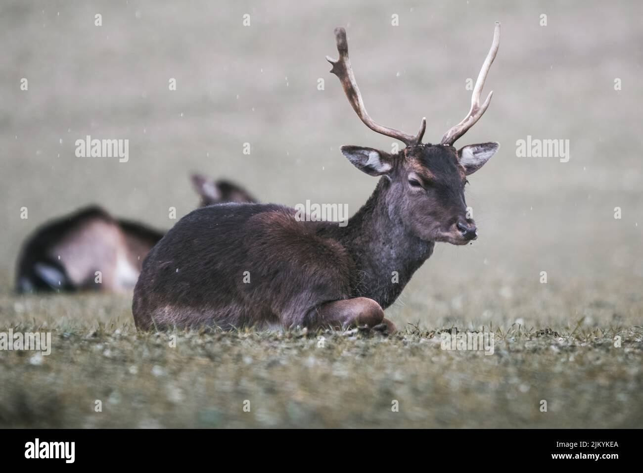 Deer laying hi-res stock photography and images - Alamy
