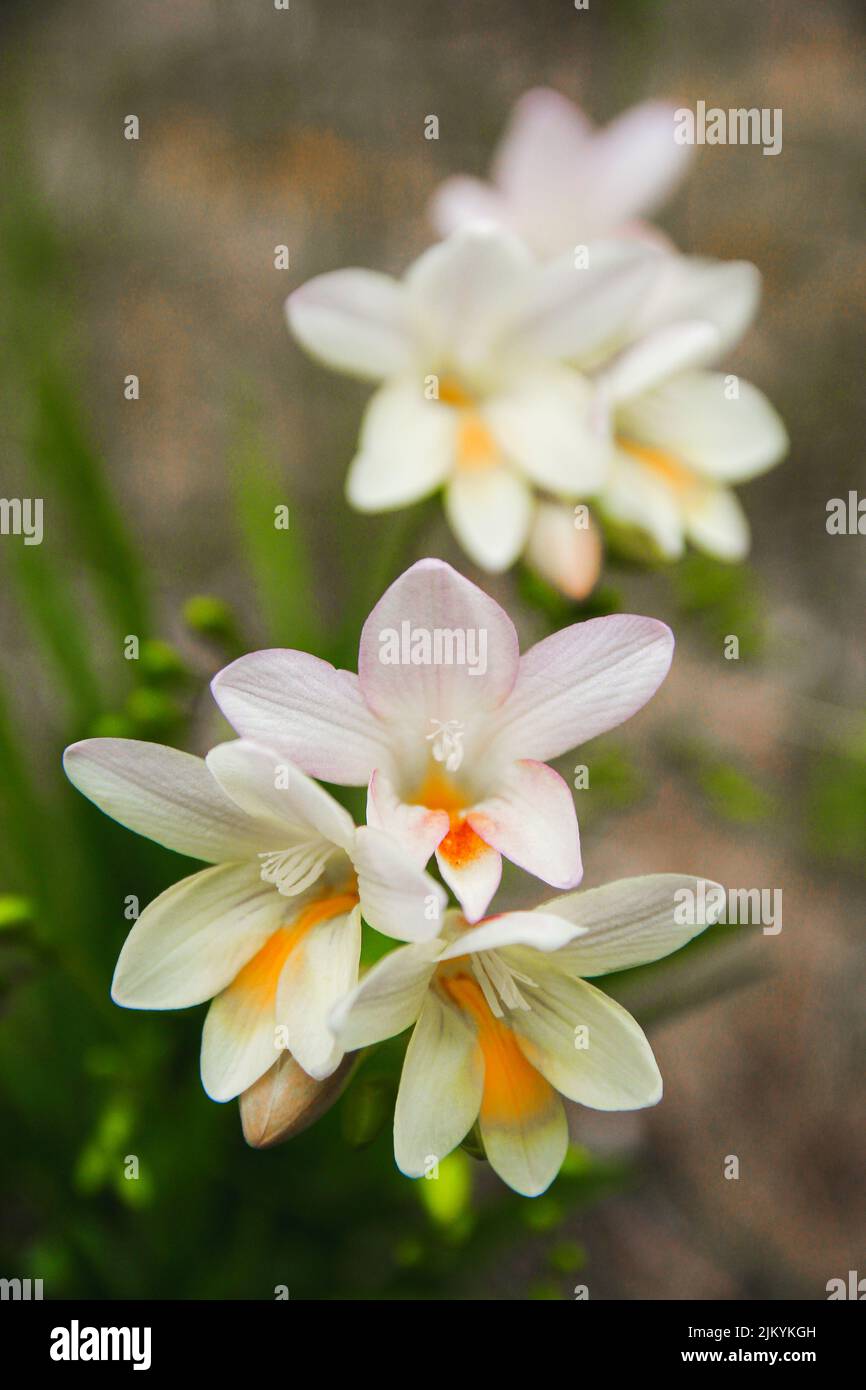 Kings park perth flowers hi-res stock photography and images - Alamy