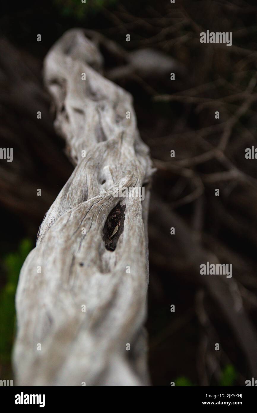 Dried branch of a tree Stock Photo - Alamy