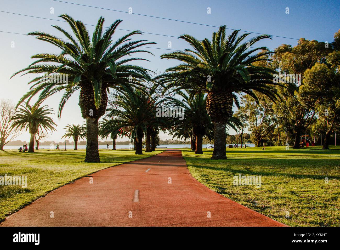 Red cycling path flowing through prosperous park with palm trees Stock ...