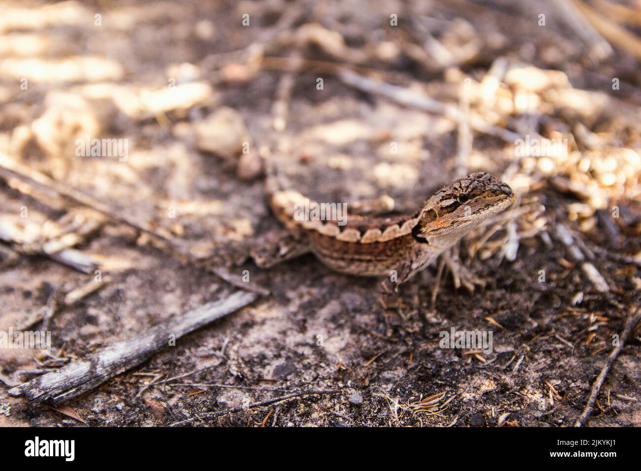 Small lizard posing in the ground Stock Photo - Alamy