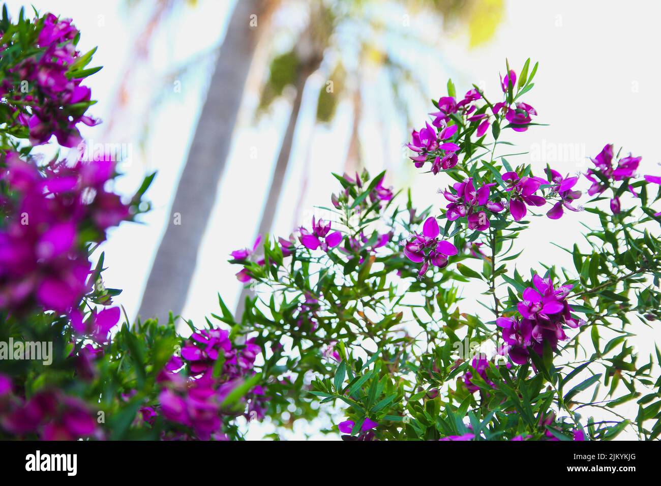 Purple flowers blooming with palm trees in the background Stock Photo ...