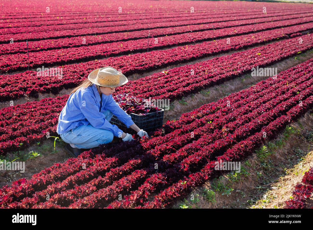 Hired worker asian woman, harvesting fresh red lettuce using knife on ...
