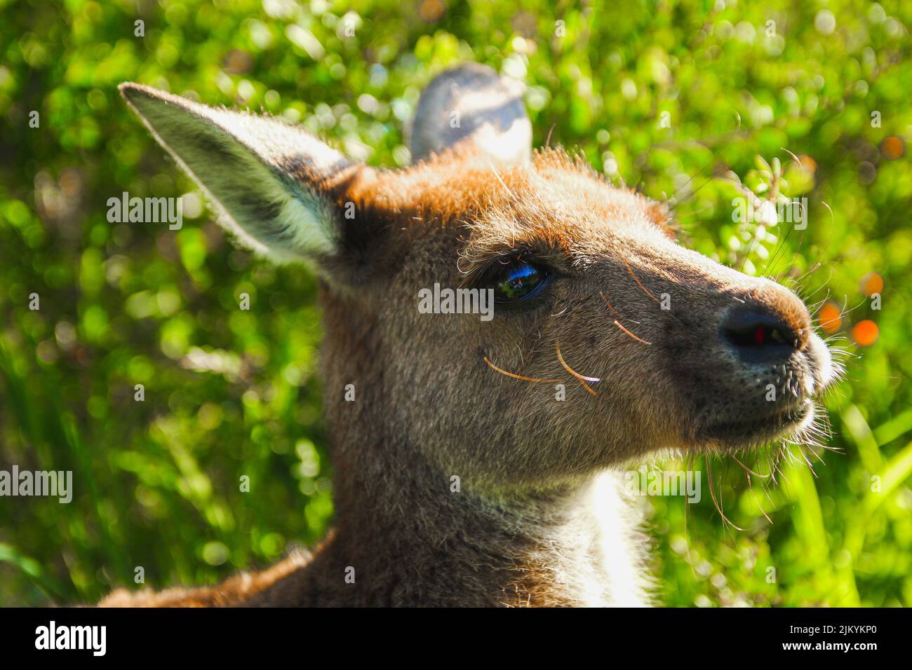 Jolly nature hi-res stock photography and images - Alamy