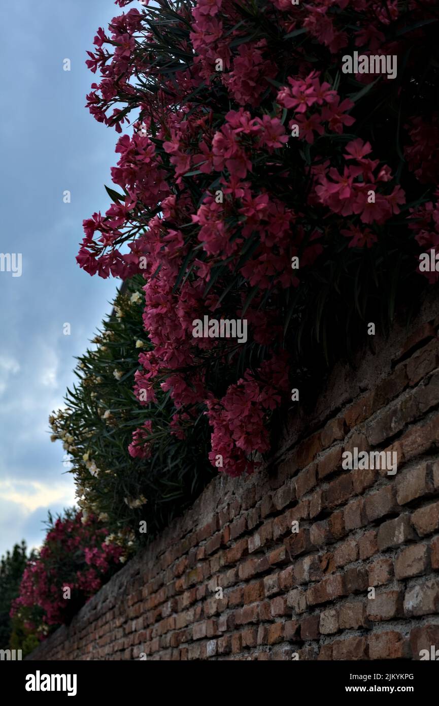 Oleander in bloom on a brick wall Stock Photo - Alamy