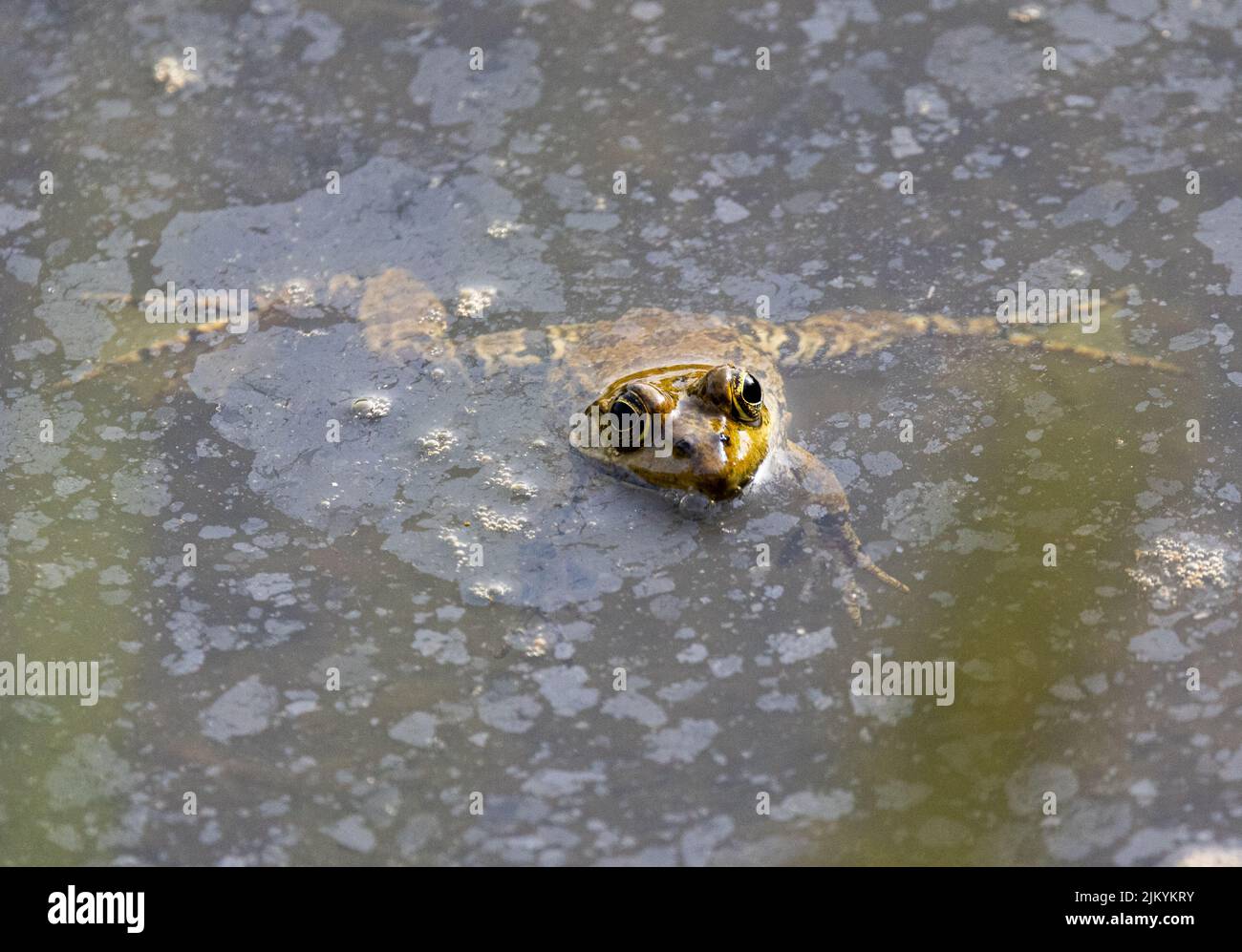 Swamp tree frog hi-res stock photography and images - Alamy