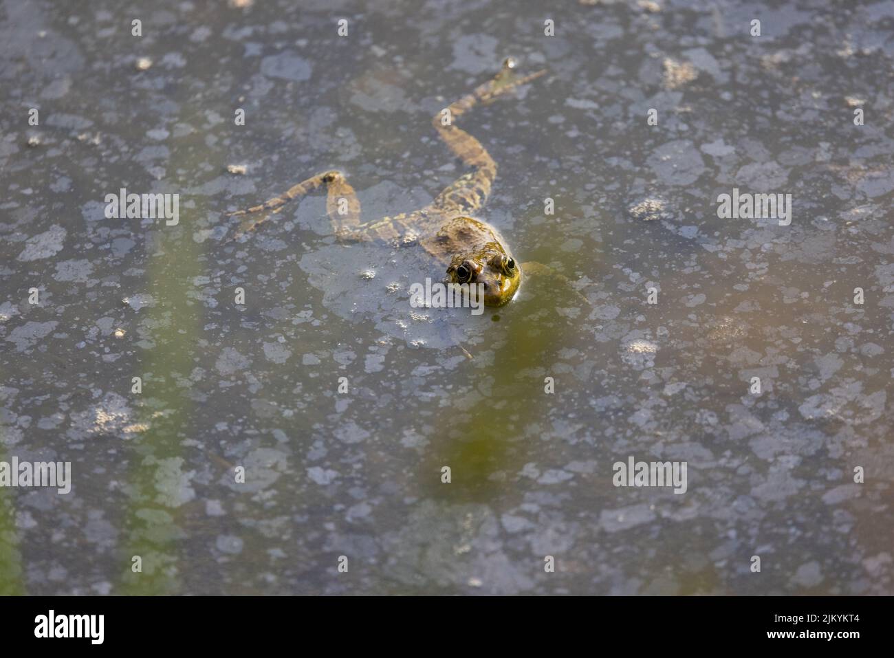 Frog swimming in a swamp in nature Stock Photo - Alamy