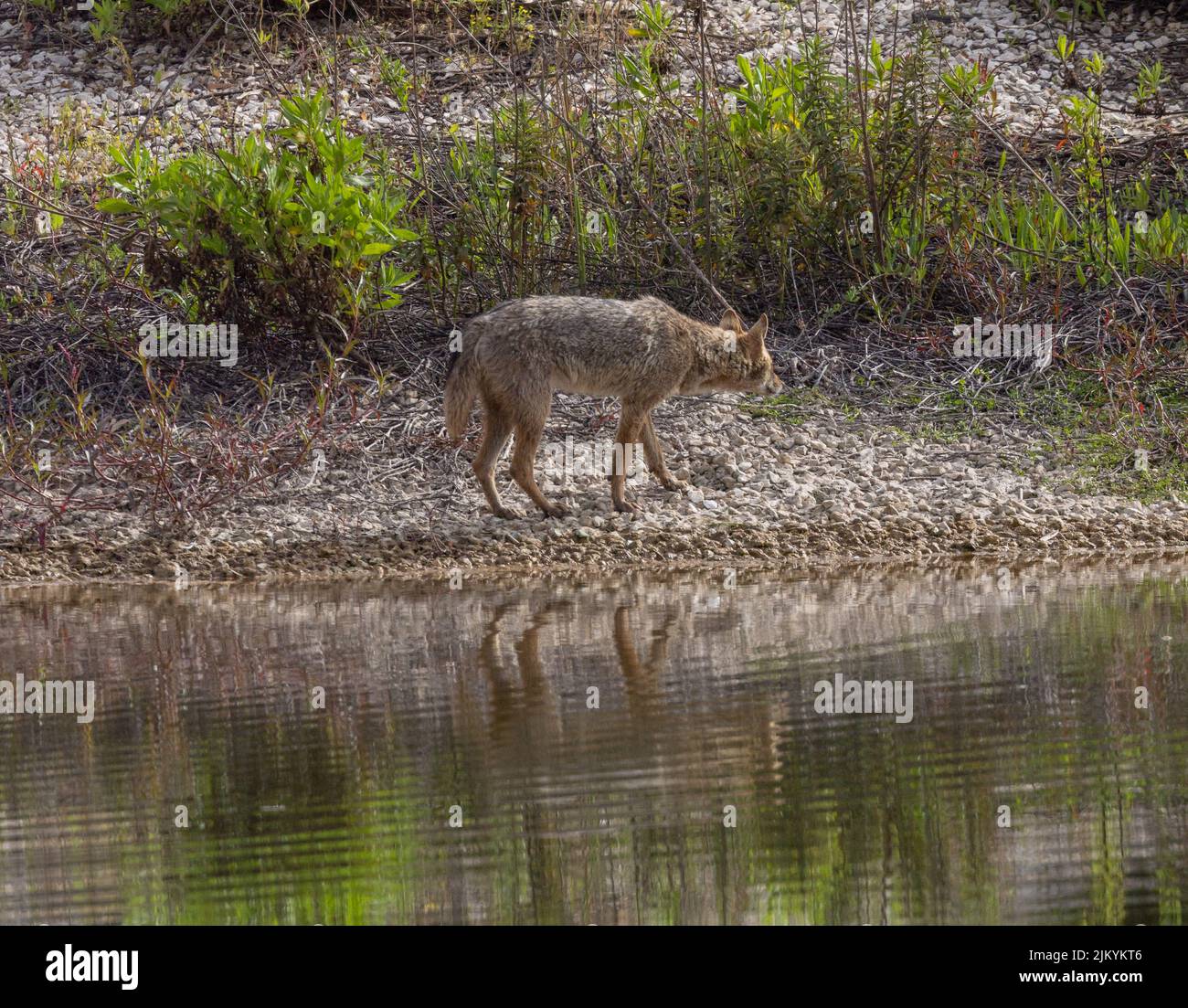 Coyote by a lakeside in the wild with plants Stock Photo - Alamy