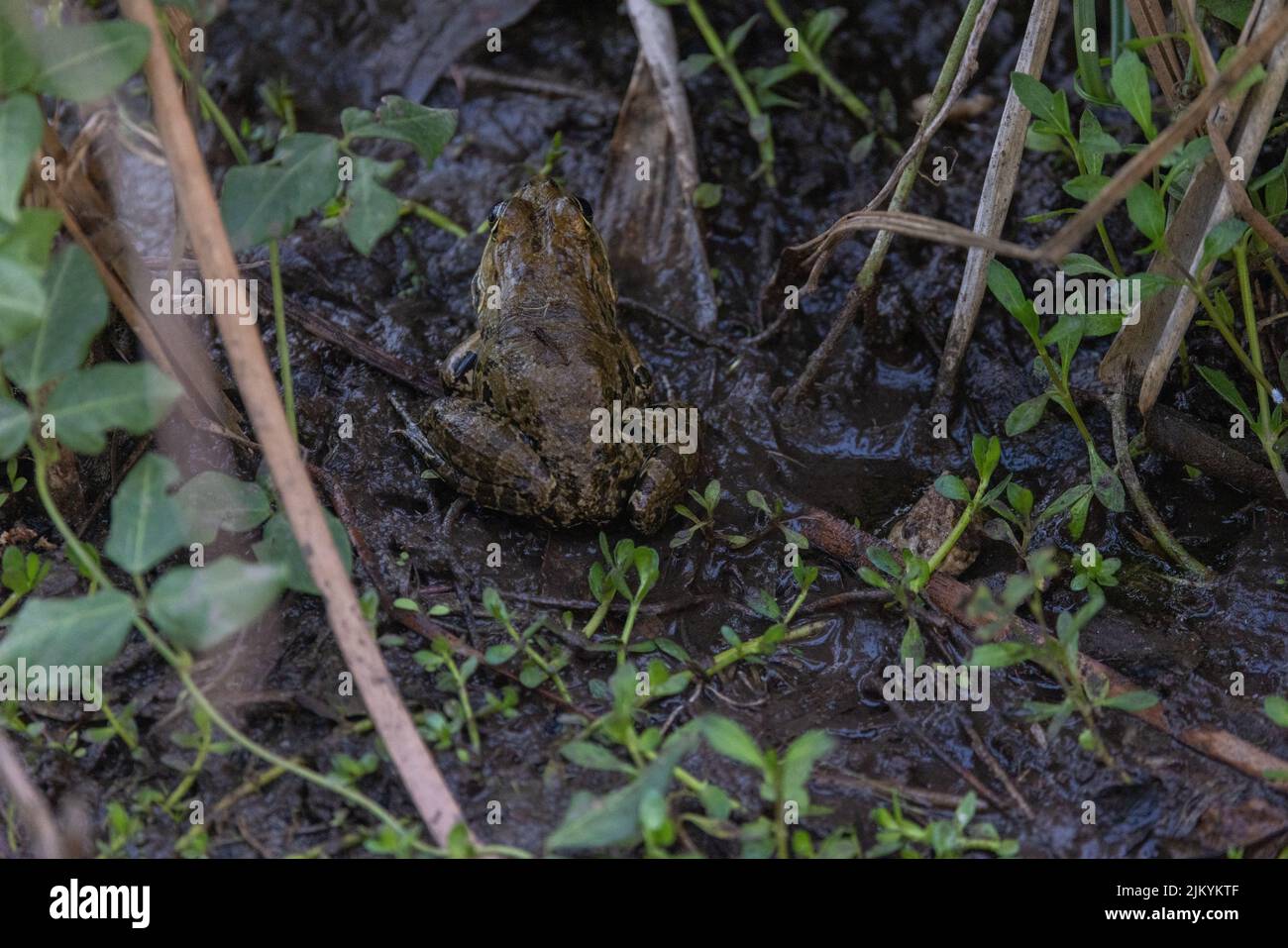 Frog from behind standing on wet land among plants in the wild Stock ...