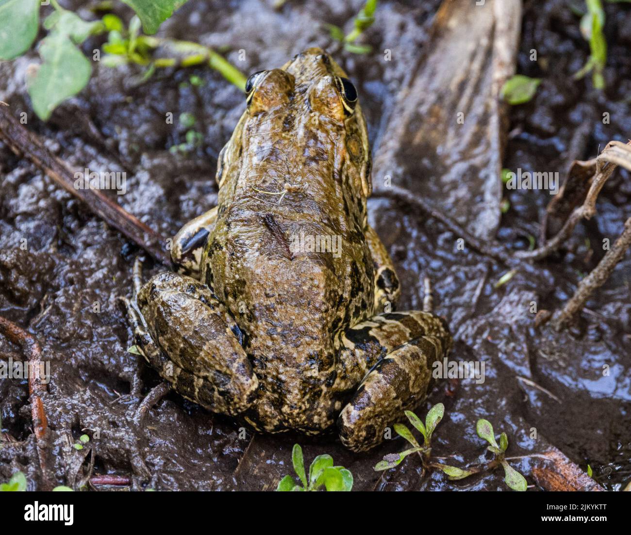 Closeup of a frog from behind in mud in nature Stock Photo - Alamy