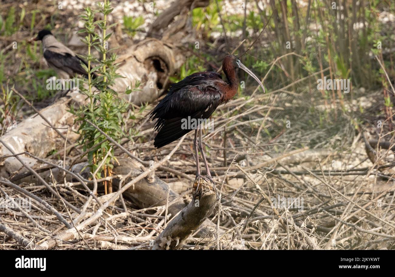 African openbill (Anastomus lamelligerus) bird in the wild Stock Photo ...