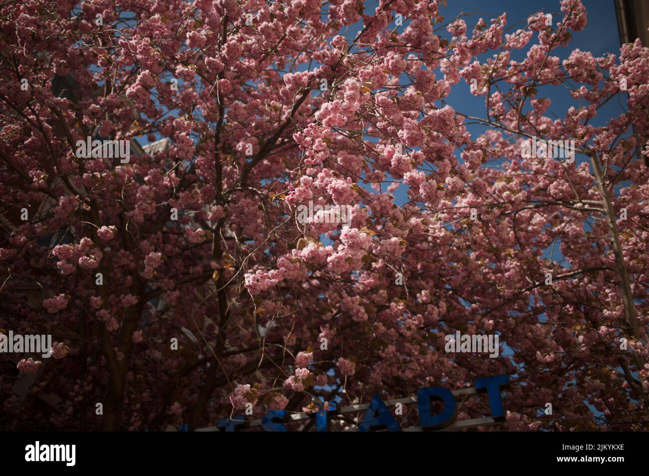 Low-angle shot of beautiful Sakura trees Stock Photo - Alamy