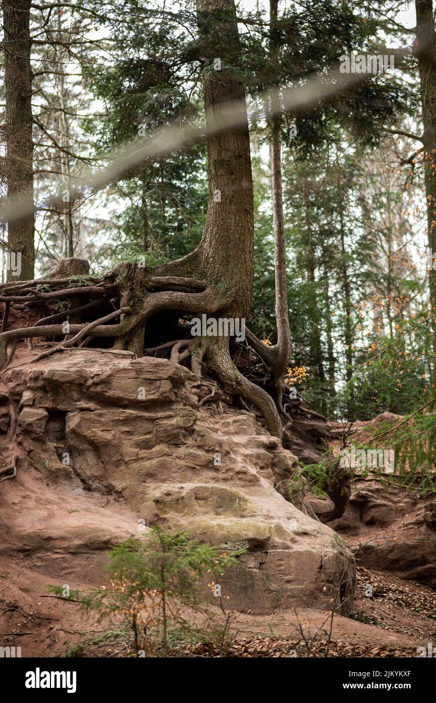 Tree roots on cliff hi-res stock photography and images - Alamy