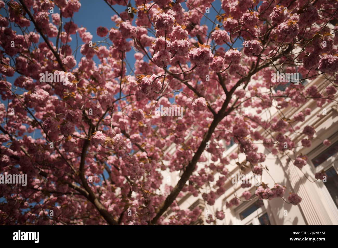 Low-angle shot of a beautiful Sakura tree in a city Stock Photo - Alamy